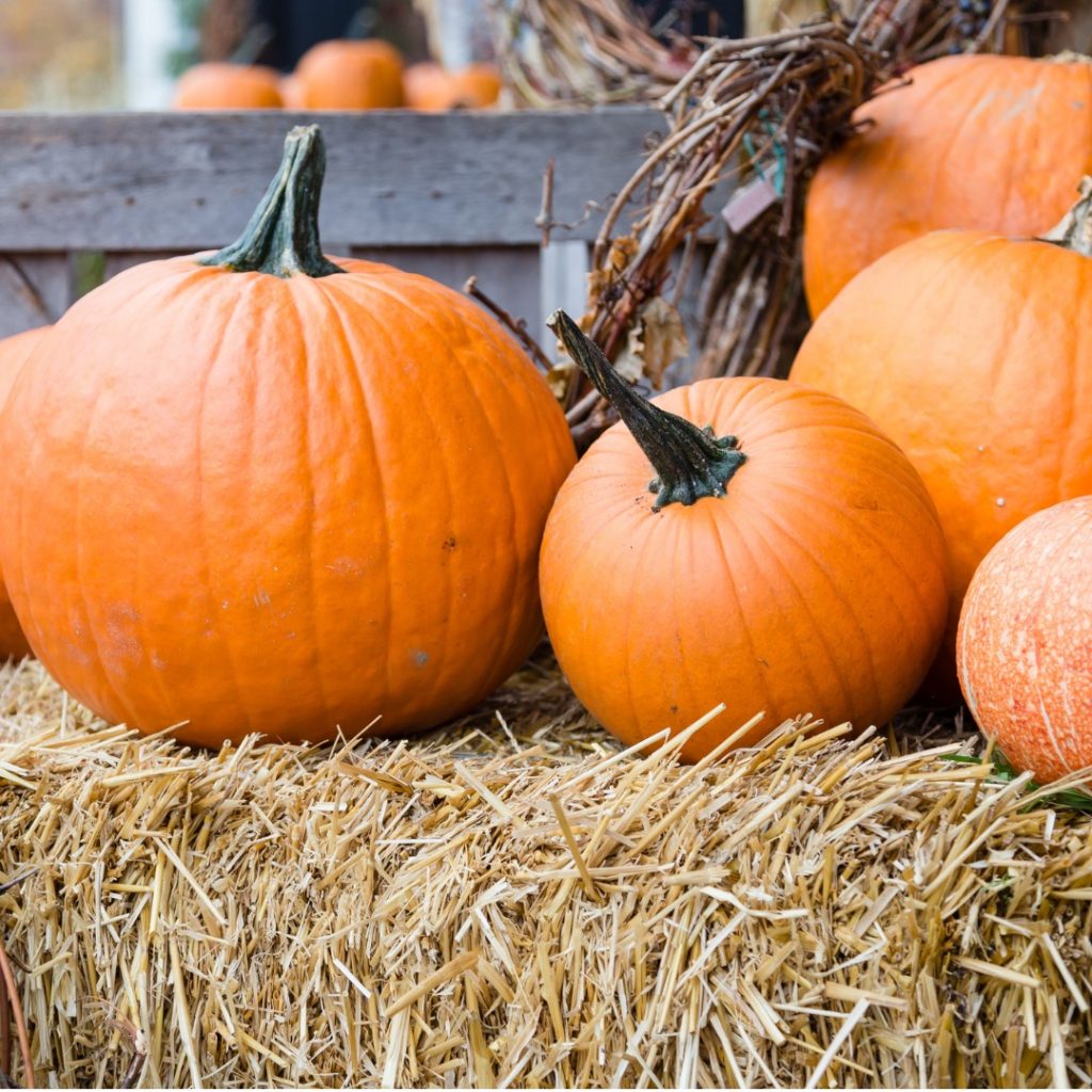 How to use up Those Extra Pumpkins - Jolly Llama